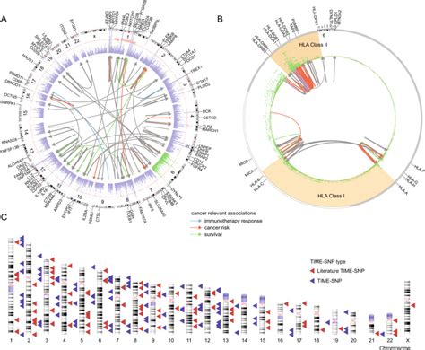 Germline Modifiers Of The Tumor Immune Microenvironment Implicate