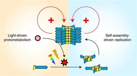 Self Replicating Molecules Show Signs Of Metabolism For The First Time Research Chemistry World