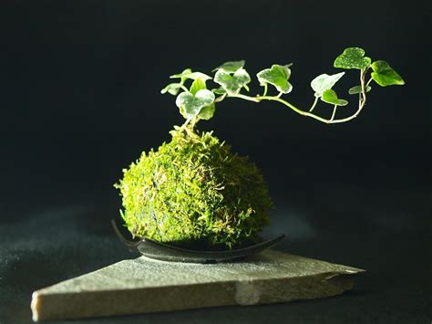 Kokedama Japanese Moss Ball