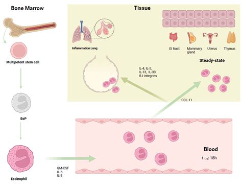 The Role Of Eosinophils Eosinophil Related Cytokines And Ai In Predicting Immunotherapy