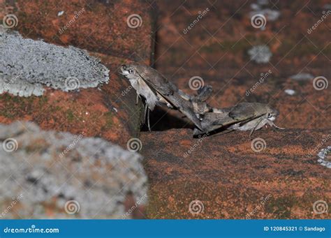 Hummingbird Hawk Moth Stock Image Image Of Animals 120845321
