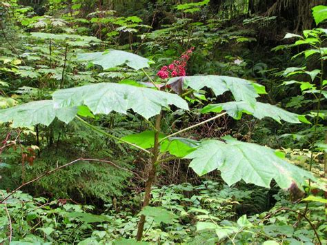 Devils Club The Edible And Medicinal Plants Of The Pacific Northwest