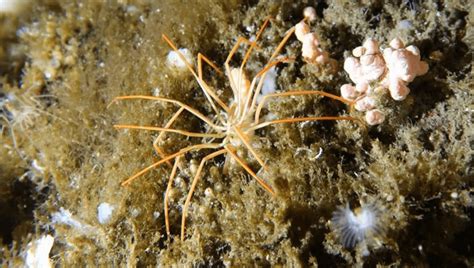 Scientists Solve 140 Year Mystery Of How Antarctic Sea Spiders The