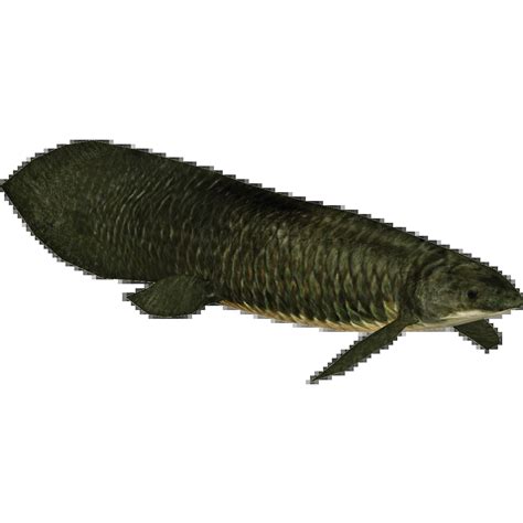 Queensland Lungfish Range