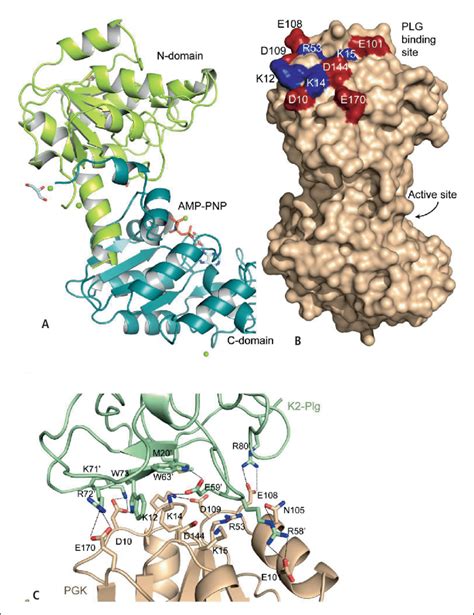 Crystal Structure Of Pneumococcal Pgk And Modelled Interaction With