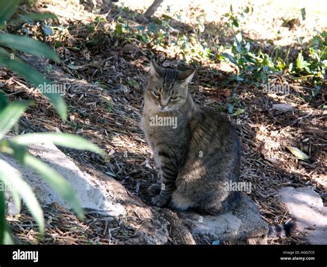 Wild Tomcat