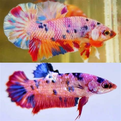 Betta Siamese Fighting Fish Premium Assorted Double Twin Tail