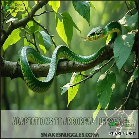 Rough Green Snake Care Habitat Diet Lifespan And Fascinating Facts
