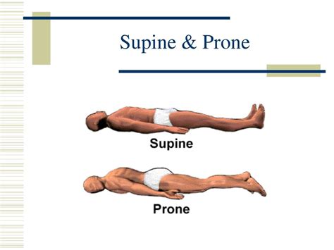 Ppt Anatomy And Physiology I Powerpoint Presentation Free Download
