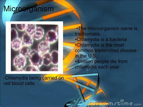 Ppt Chlamydia Powerpoint Presentation Free Download Id1469649