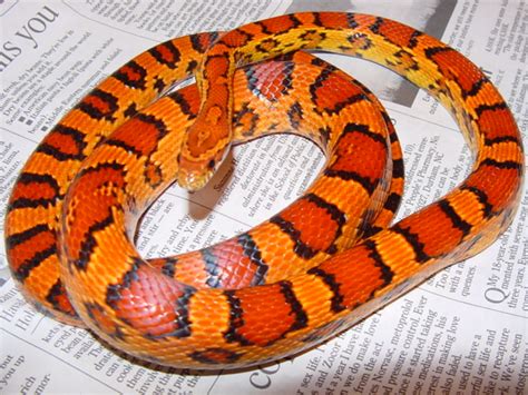 Photo Gallery Corn Snakes Okeetee Corn Snake