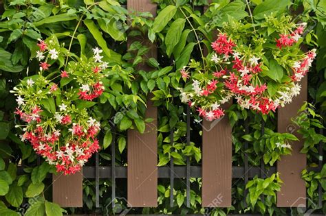 Cây Cảnh Đại Phú Gia Cây Sử Quân Tử Cây Cảnh Đại Phú Gia