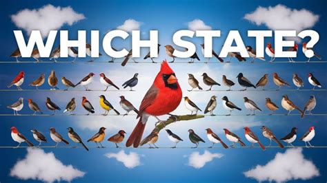 Every State Bird A Complete Guide To All 50 Feathered Symbols
