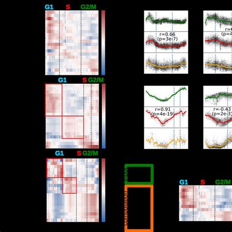 Transcription Factor Dynamics Driving Expression During The Cell Cycle Download Scientific