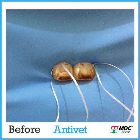 Antivet Case Studies