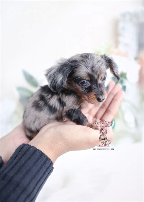 Dapple Mini Dachshund Puppies Teacup Puppies And Boutique Dapple