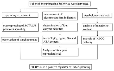 The Schematic Diagrams Of All Experiments Download Scientific Diagram