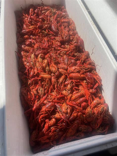 Chilton Mudbugs Clanton Al