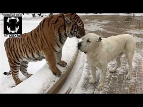 Tibetan Mastiff Vs Tiger
