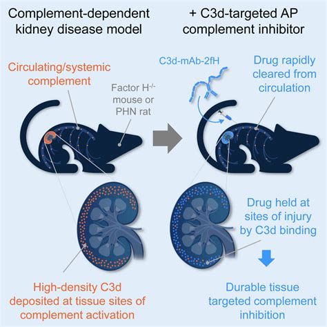 C3d Targeted Factor H Inhibits Tissue Complement In Disease Models And