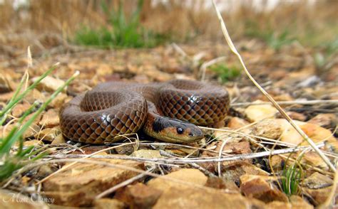 Parasuta Flagellum Parasuta Flagellum Picture Nature