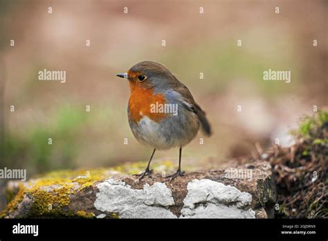 Robin Erithacus Rubecula Foto Bengt Ekman Tt Kod 2706 Stock