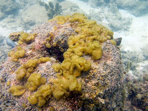 Brown Algae Phaeophyceae Chaloklum Diving Koh Phangan