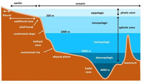 Abyssal Plain Coastal Wiki