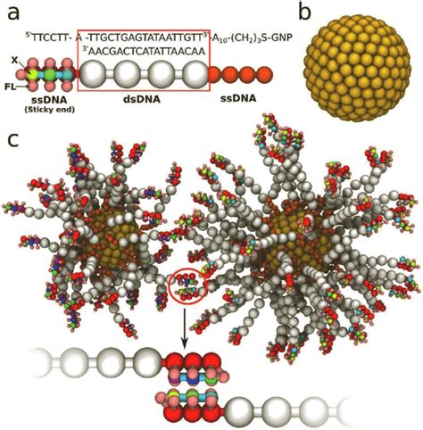 Modeling The Crystallization Of Spherical Nucleic Acid Nanoparticle