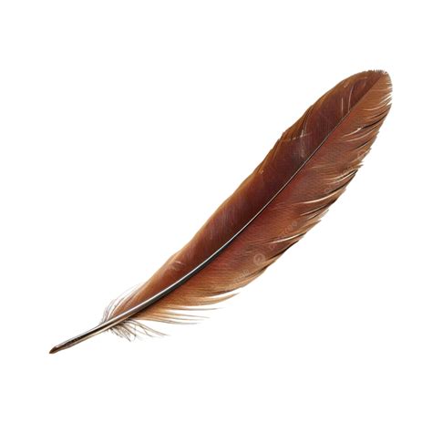 Light Brown Feather Earthy Feather Feather Softness Feather Design