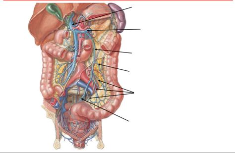 Inferior Mesenteric Vein