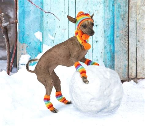 Dante From The Movie Coco Is Real Meet The Xoloitzcuintli Mexican