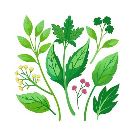 Premium Vector Realistic Beautiful Herbs Vector Illustration