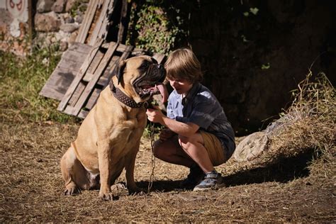 Foto Zum Film Lassie Ein Neues Abenteuer Bild Auf Filmstarts De