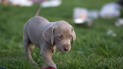 Weimaraner Puppies With Blue Eyes