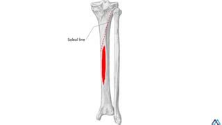 L006 Lower Limb Muscles Of Leg Lower Limb Muscles Of Leg Pdf