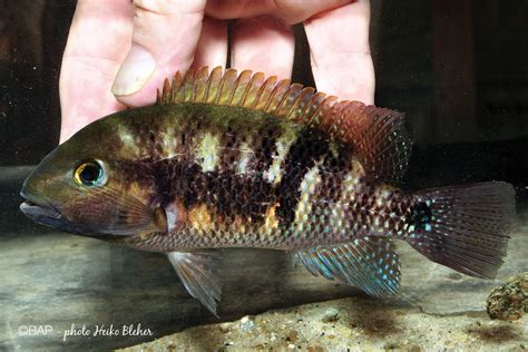 Chuco Intermedium Günther 1862 Bap