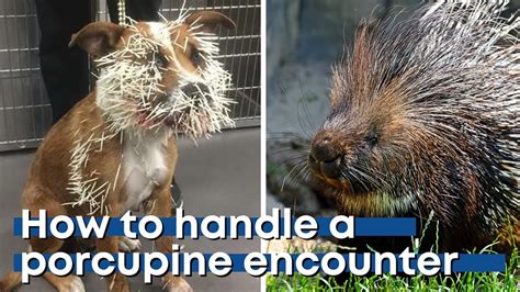 How Many Feet Can A Porcupine Throw Its Quills At Ronald Piper Blog
