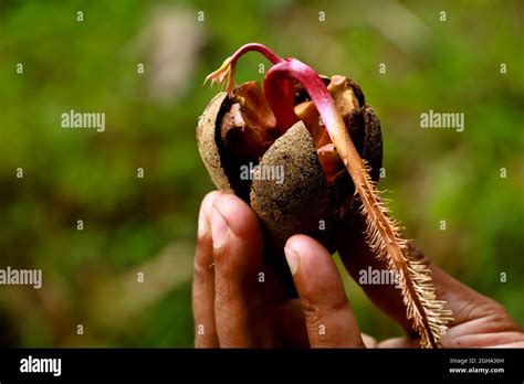 Sprouting Seed Of A Wild Tree In The Palm Of A Man From The Western Ghats Stock Photo Alamy