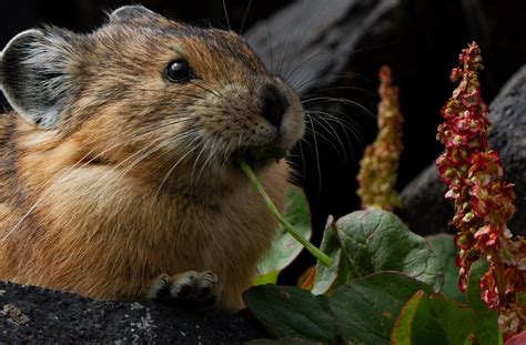 American Pika The Ultimate Guide To The Mountain Mammal Of The West