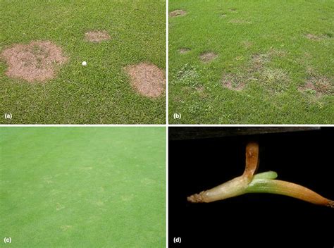 Summer Patch Penn State Turfgrass Pest Diagnostic Lab