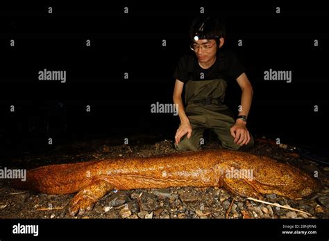 Pictures Of Giant Salamanders