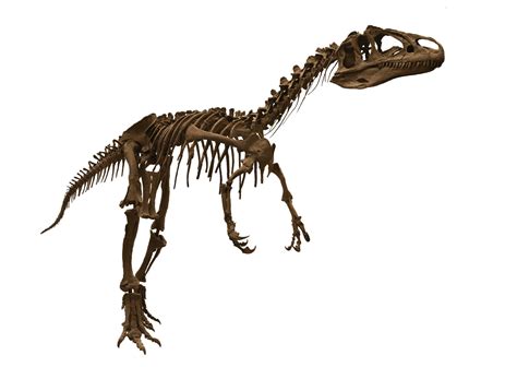 Allosaurus Skeleton Labeled