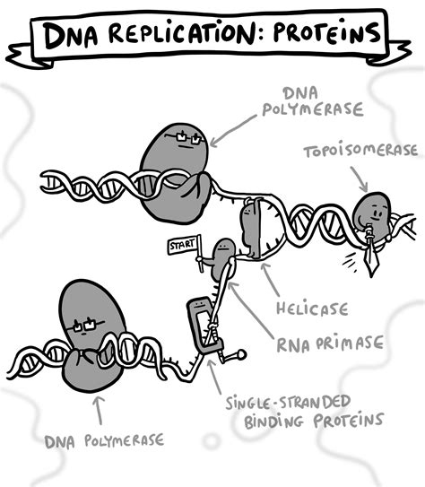 Dna Replication Comic Strip