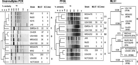 Upgma Dendrogram Of Smai Multiplex Pcr Typing And Smai Pfge Patterns Download Scientific