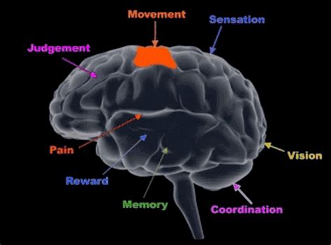 Sex Brain Brain  Sex Brain Brain Functions Of The Brain Discover