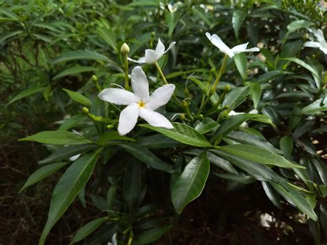 Gionee S Lite Review Ndtv Gadgets