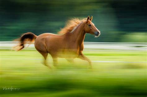 Panning Photography