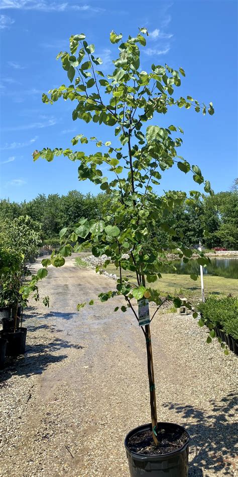 Eastern Redbud Singlestem Halka Nurseries