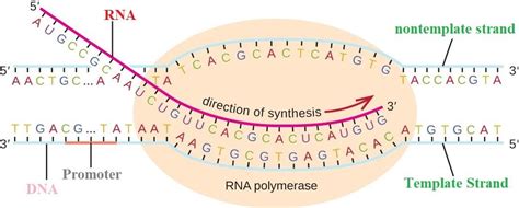 Name The Enzyme That Catalyzes The Transcription Of Hnrna